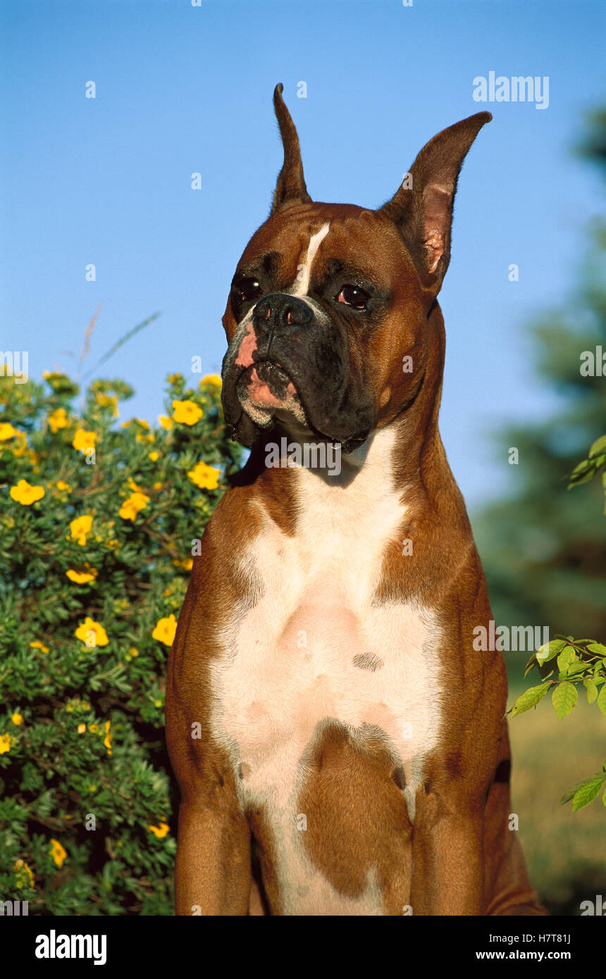 Boxer (Canis familiaris) portrait of fawn adult Stock Photo - Alamy