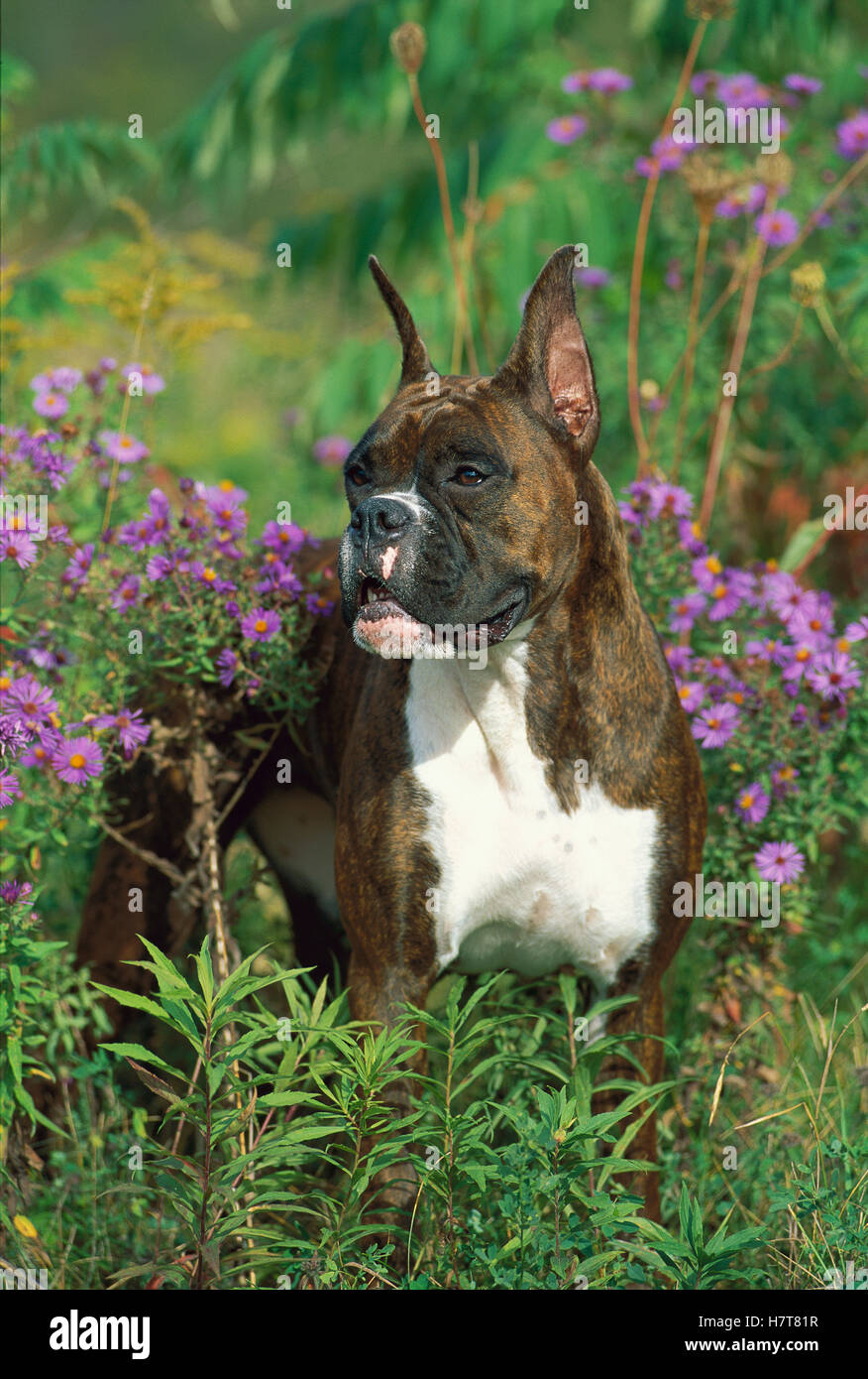 Boxer (Canis familiaris) brindle in field of flowers Stock Photo - Alamy