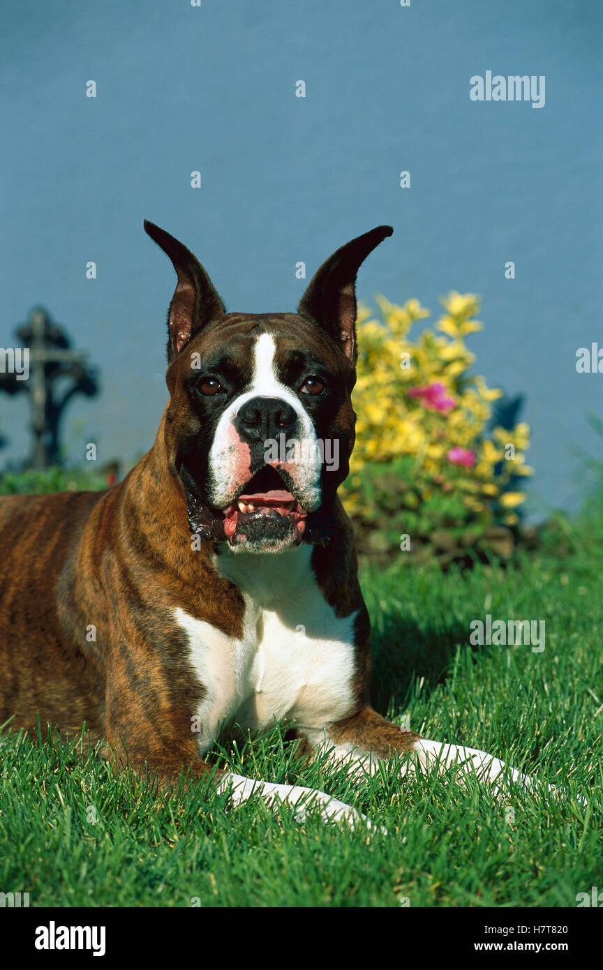 Boxer (Canis familiaris) brindle adult Stock Photo - Alamy