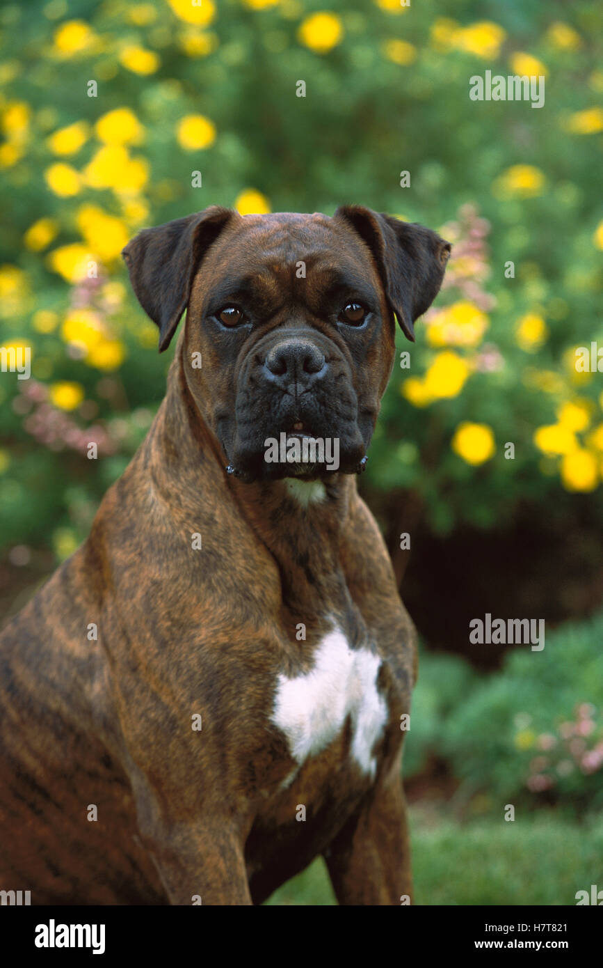 Boxer (Canis familiaris) brindle with black mask and natural ears Stock ...