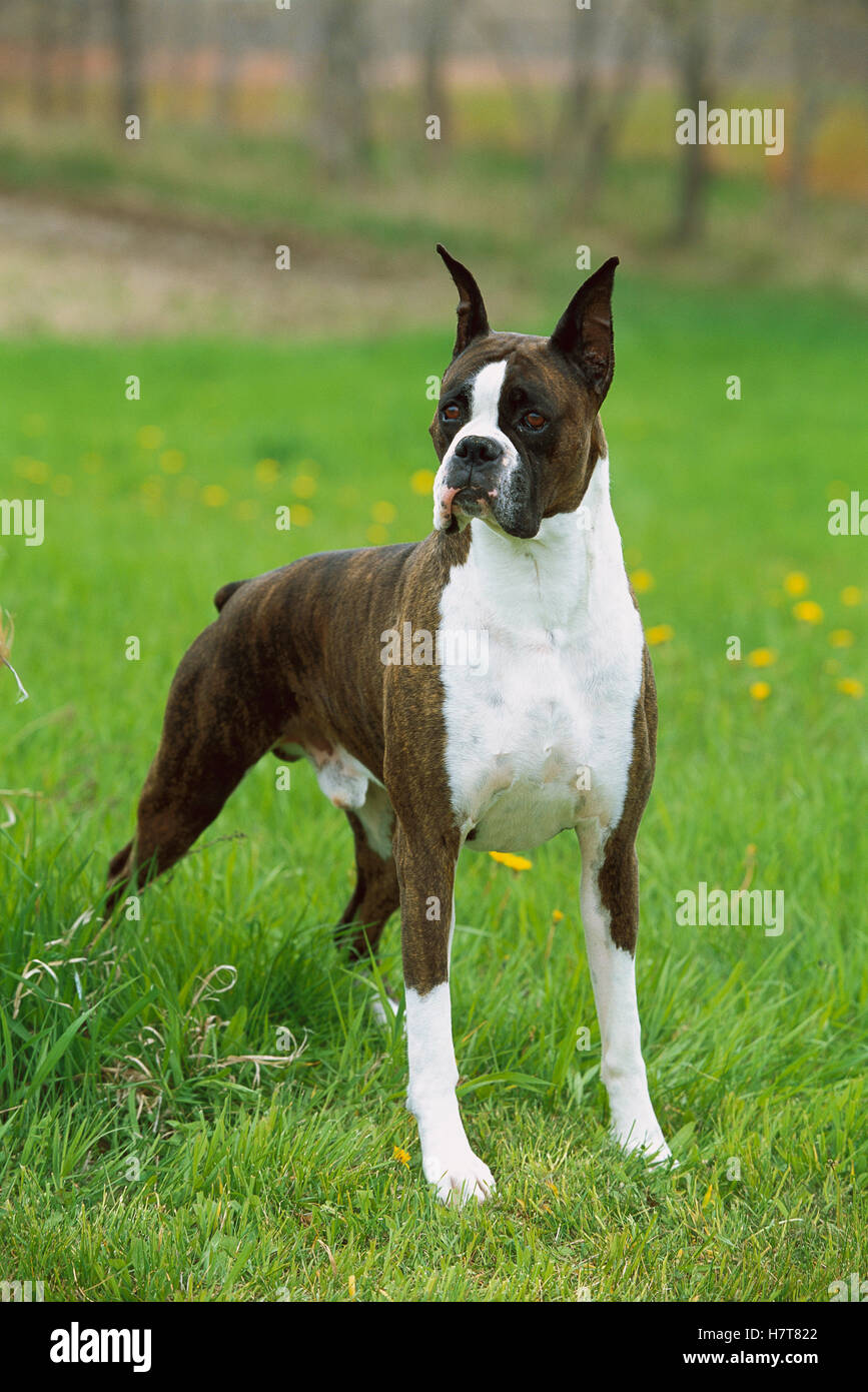 Boxer (Canis familiaris) brindle, flashy male standing in grass Stock ...