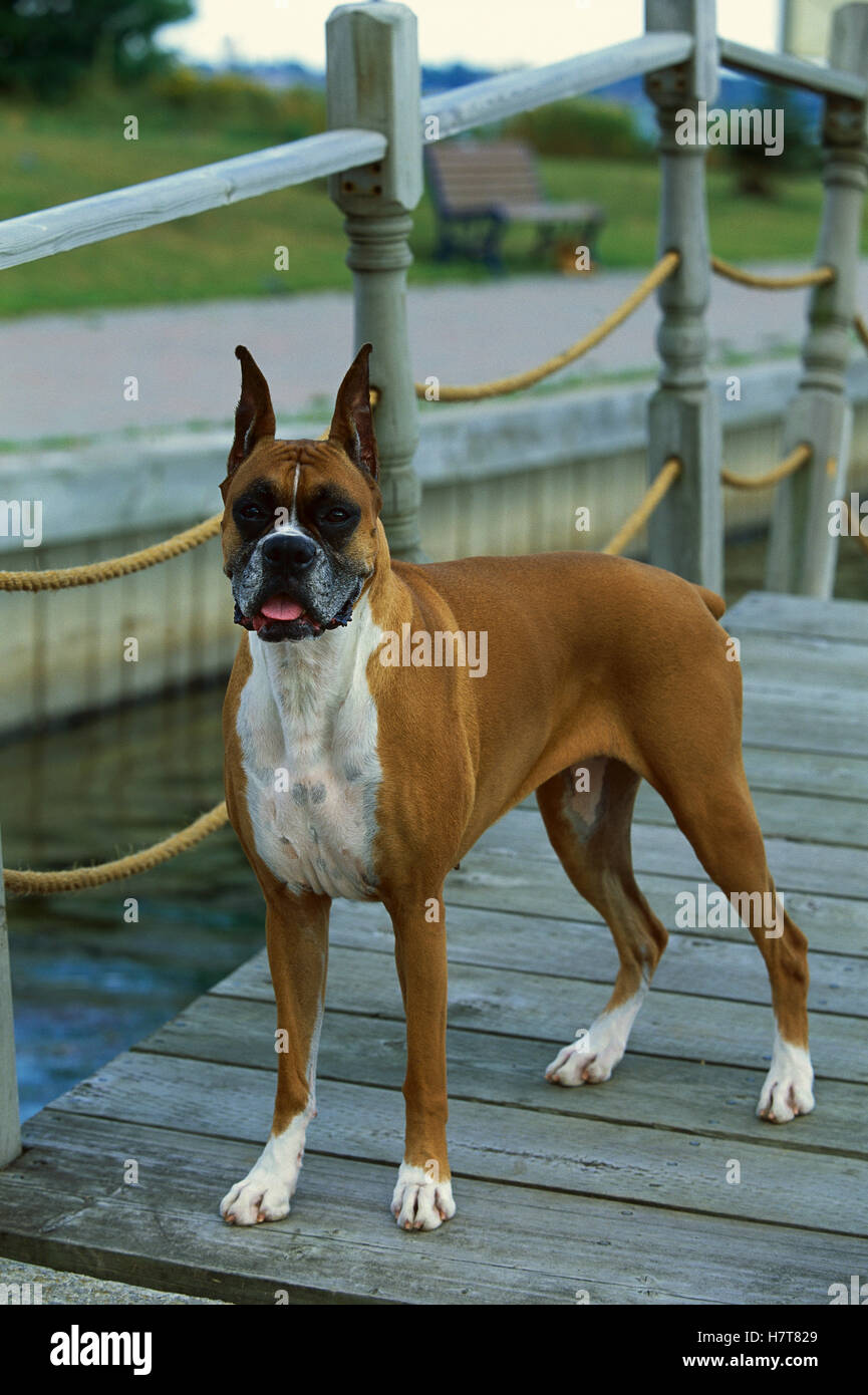 Boxer (Canis familiaris) older female standing on bridge Stock Photo ...