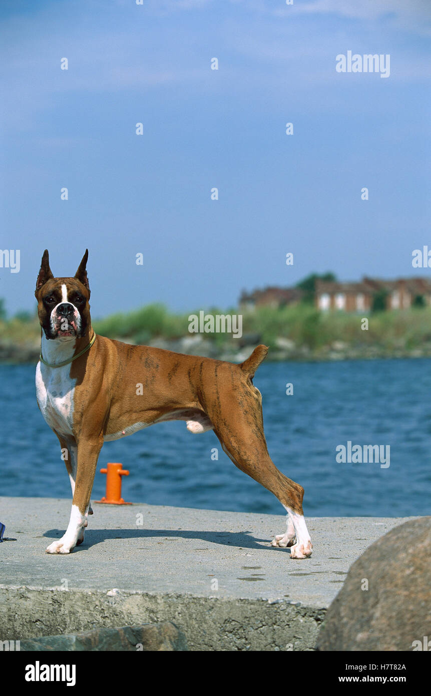 Boxer (Canis familiaris) male standing on boat ramp Stock Photo - Alamy