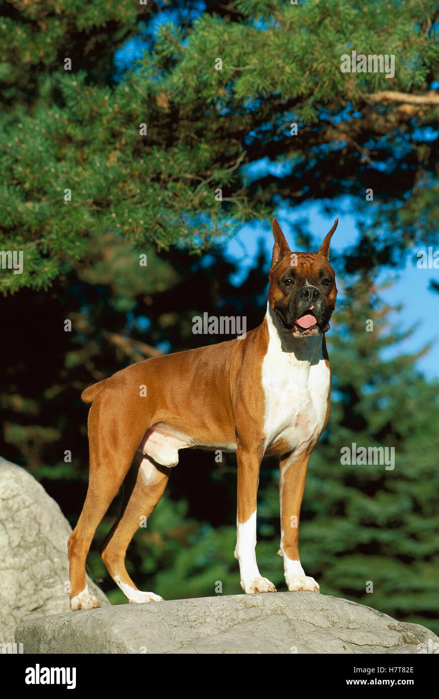 Boxer (Canis familiaris) fawn male Stock Photo - Alamy