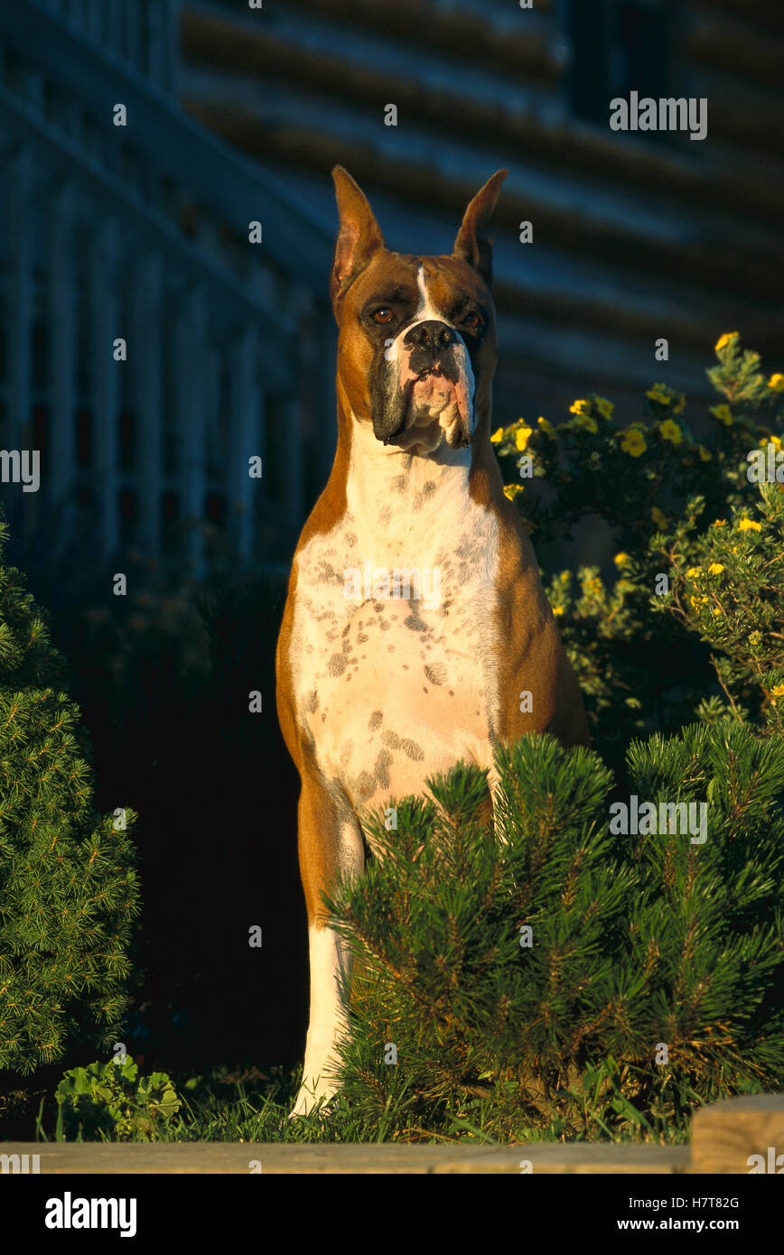 Boxer (Canis familiaris) fawn behind bushes Stock Photo - Alamy