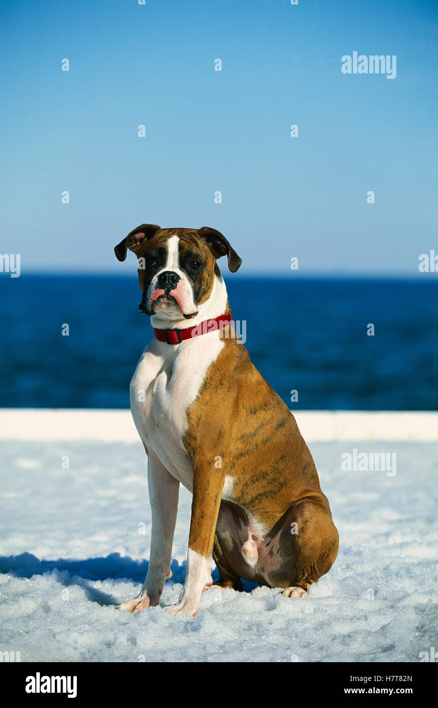 Boxer (Canis familiaris) young male sitting in snow Stock Photo - Alamy