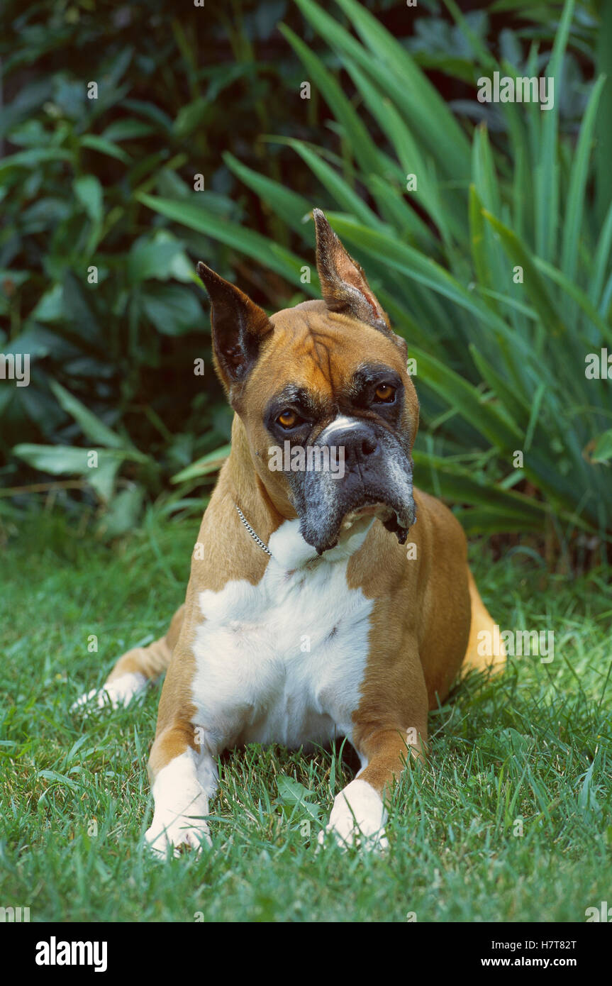Elderly Boxer (Canis familiaris) older fawn with graying mask laying in ...