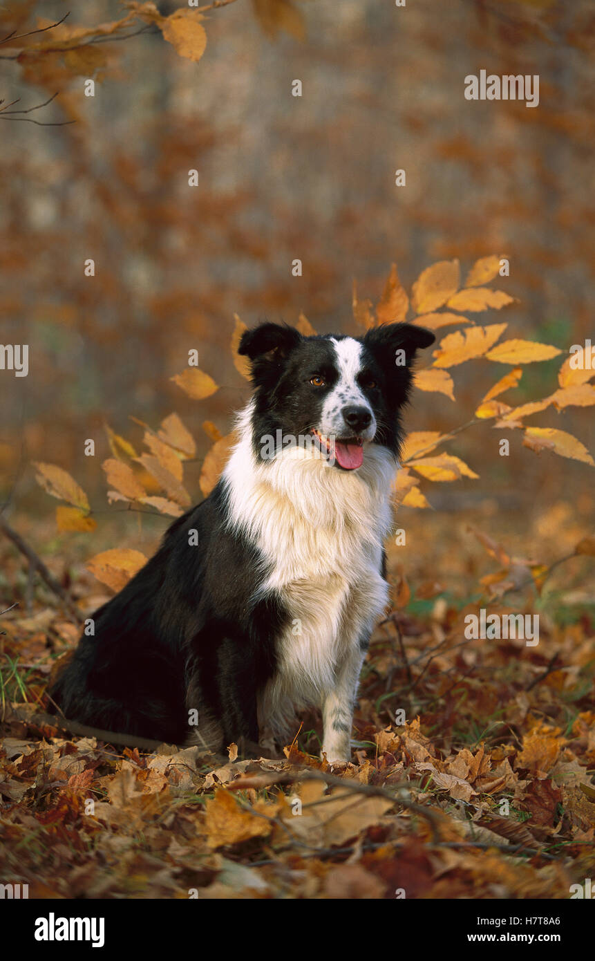 Border Collie (Canis familiaris) portrait fall Stock Photo - Alamy