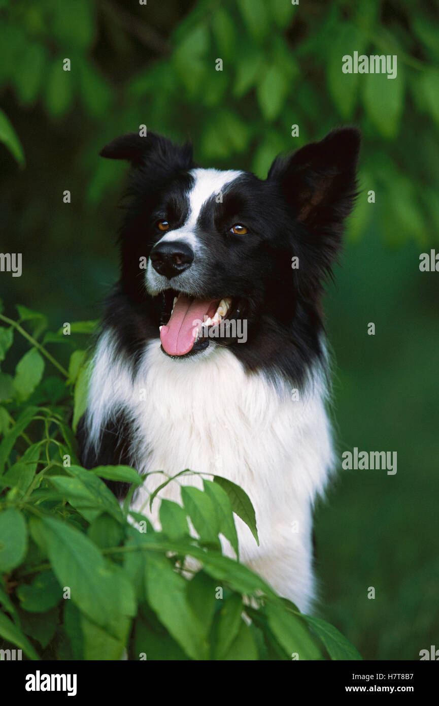 Border Collie (Canis familiaris) adult portrait sitting on lawn Stock ...