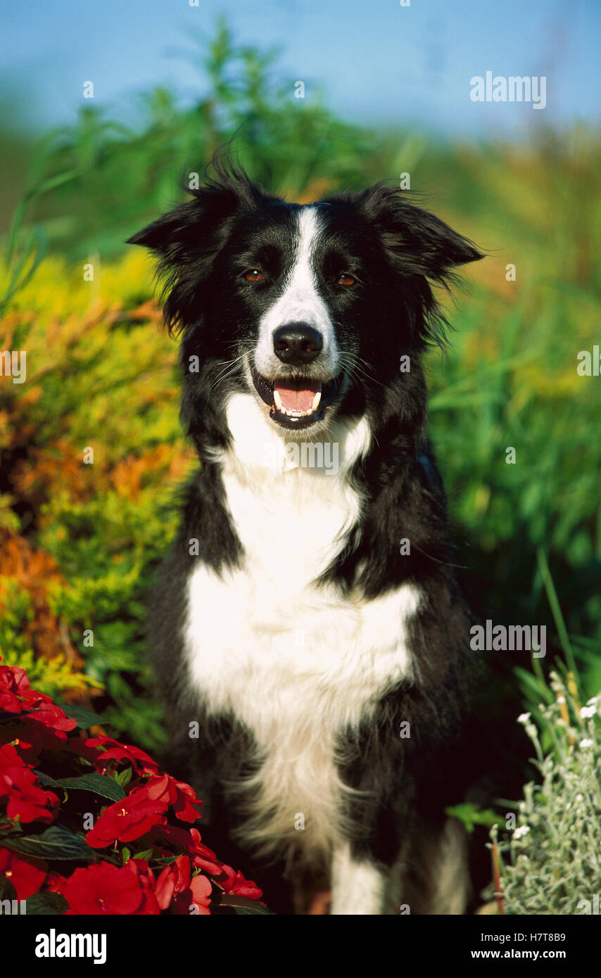 Border Collie (Canis familiaris) adult portrait Stock Photo - Alamy