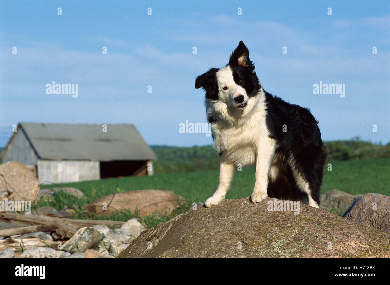 Border Collie (Canis familiaris) adult standing alert on rock Stock ...