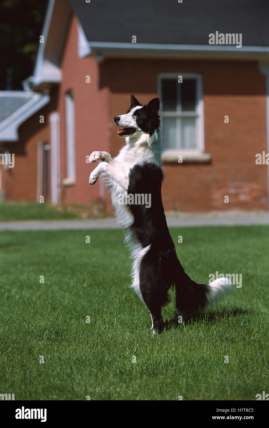 Border Collie (Canis familiaris) adult playing, standing on hind legs ...