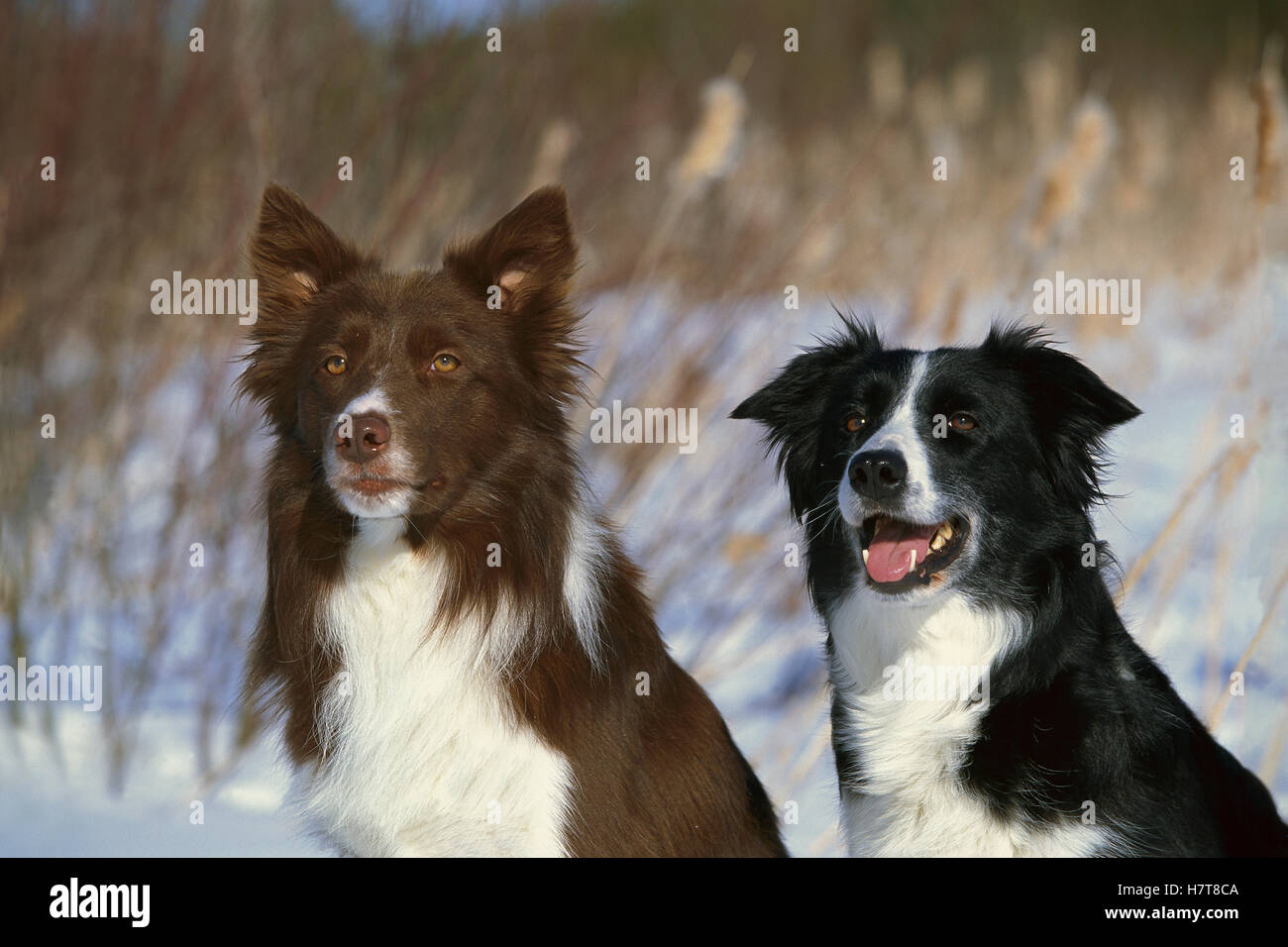 Black And Brown Border Collie