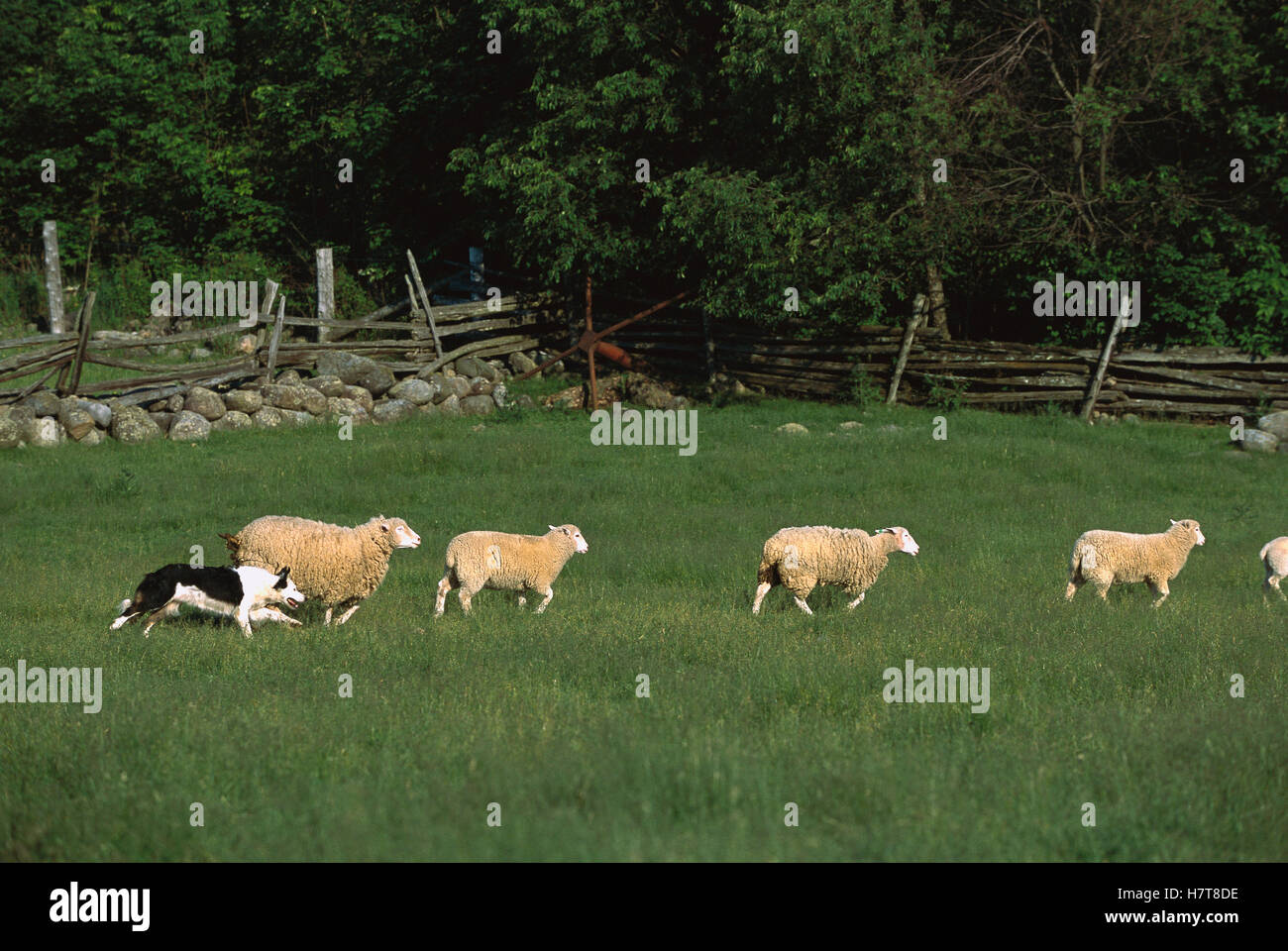 Border Collie (Canis familiaris) herding sheep in pasture Stock Photo ...