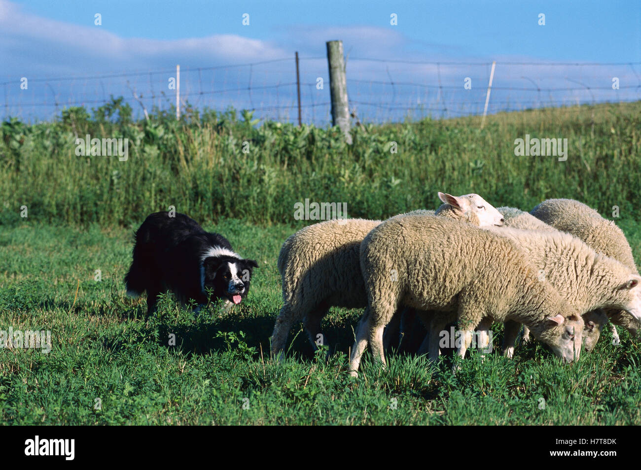 Border Collie (Canis familiaris) herding sheep in pasture Stock Photo ...