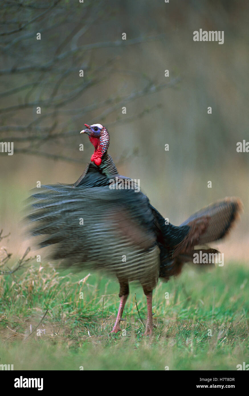 Wild Turkey (Meleagris gallopavo) adult male flapping his wings ...