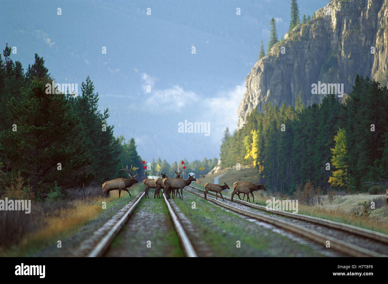 Elk (Cervus elaphus) large bull and harem of cows crossing railroad ...