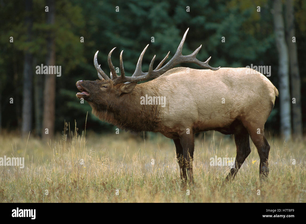 Elk (Cervus elaphus) large bull bugling in forest clearing Stock Photo ...