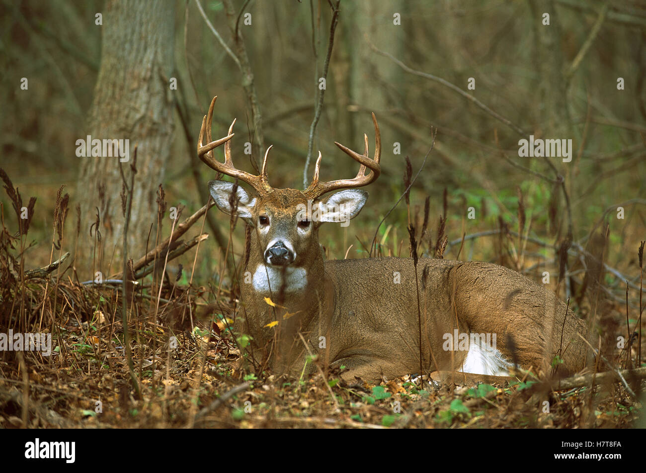 White-tailed Deer (Odocoileus virginianus) male bedded down in fall ...
