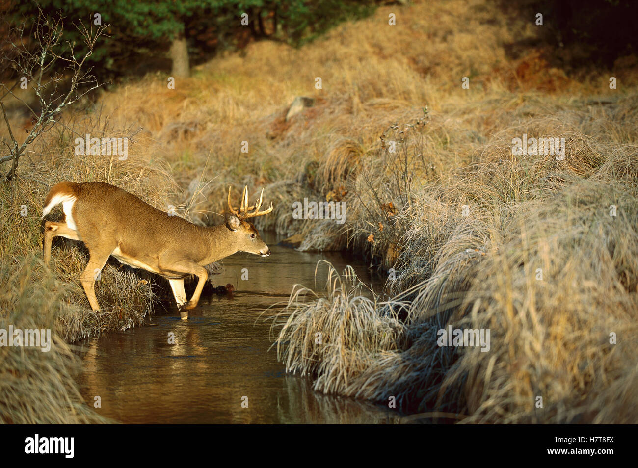 White-tailed Deer (Odocoileus virginianus) ten point buck crossing ...