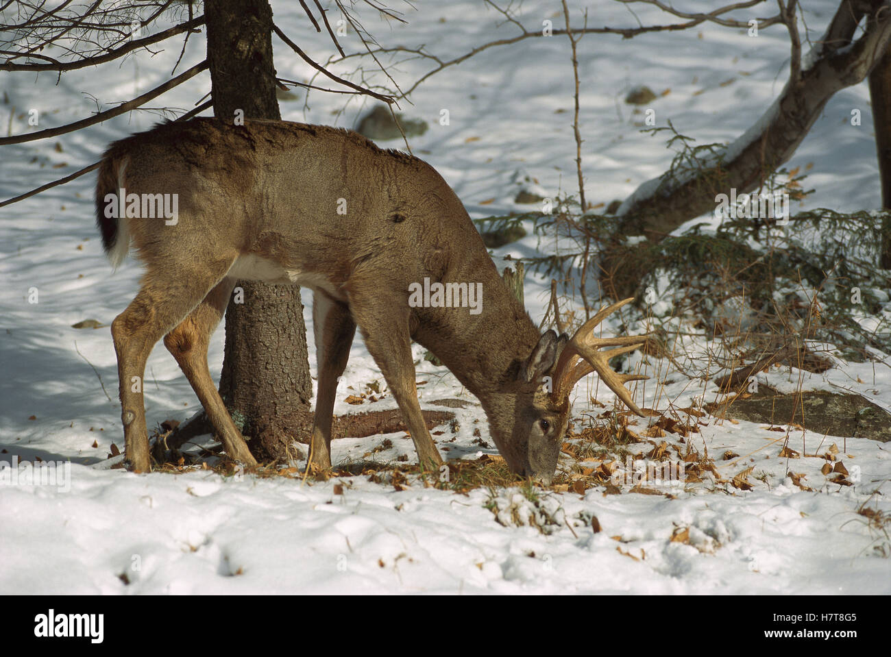 White-tailed Deer (Odocoileus virginianus) buck feeding on fallen beech ...
