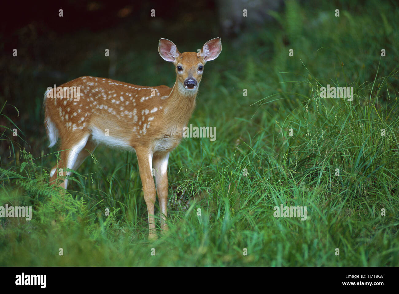 White-tailed Deer (Odocoileus virginianus) spotted fawn standing alert ...