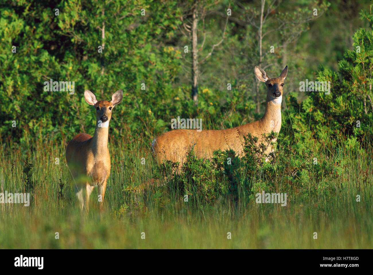 White-tailed Deer (Odocoileus virginianus) two alert does, summer Stock ...