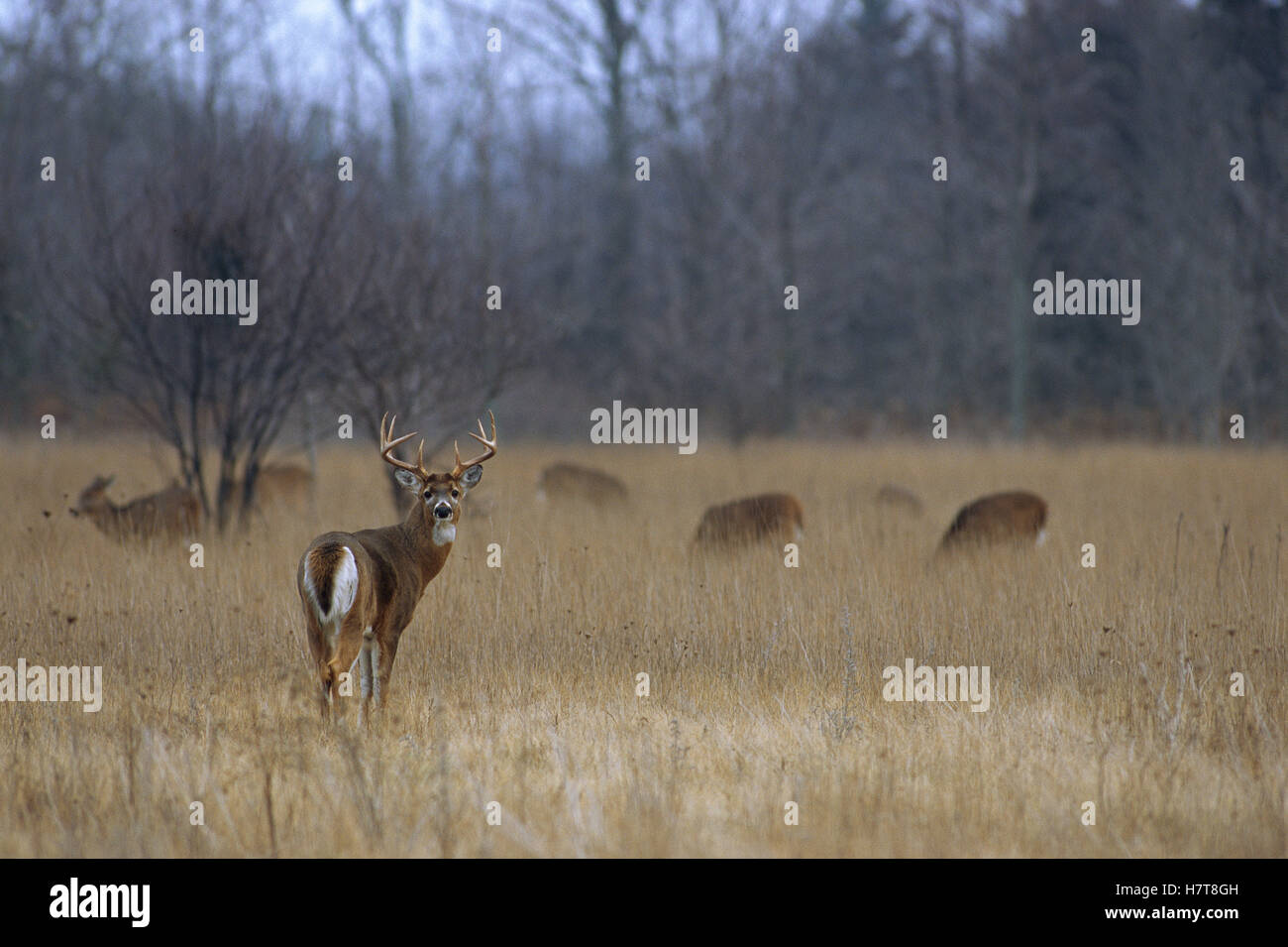 White-tailed Deer (Odocoileus virginianus) ten point buck in meadow ...