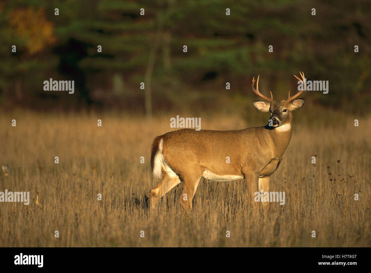White-tailed Deer (Odocoileus virginianus) alert eight point buck in ...
