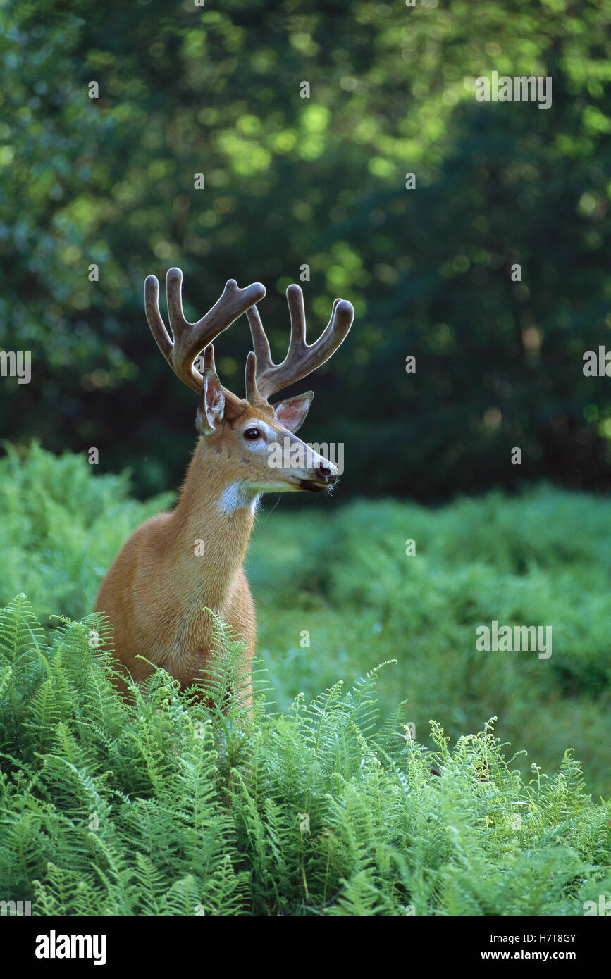 White-tailed Deer (Odocoileus virginianus) ten point buck in velvet ...