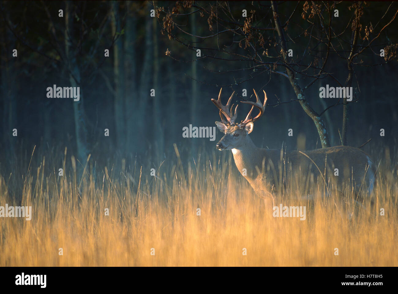 White-tailed Deer (Odocoileus virginianus) large ten point buck in ...