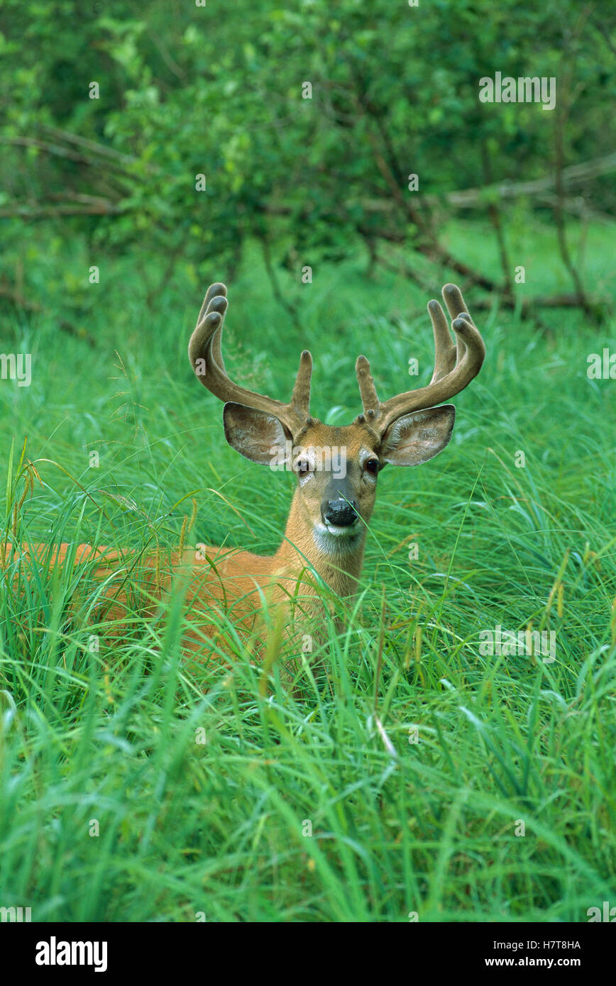 White-tailed Deer (Odocoileus virginianus) ten point buck in velvet, in ...