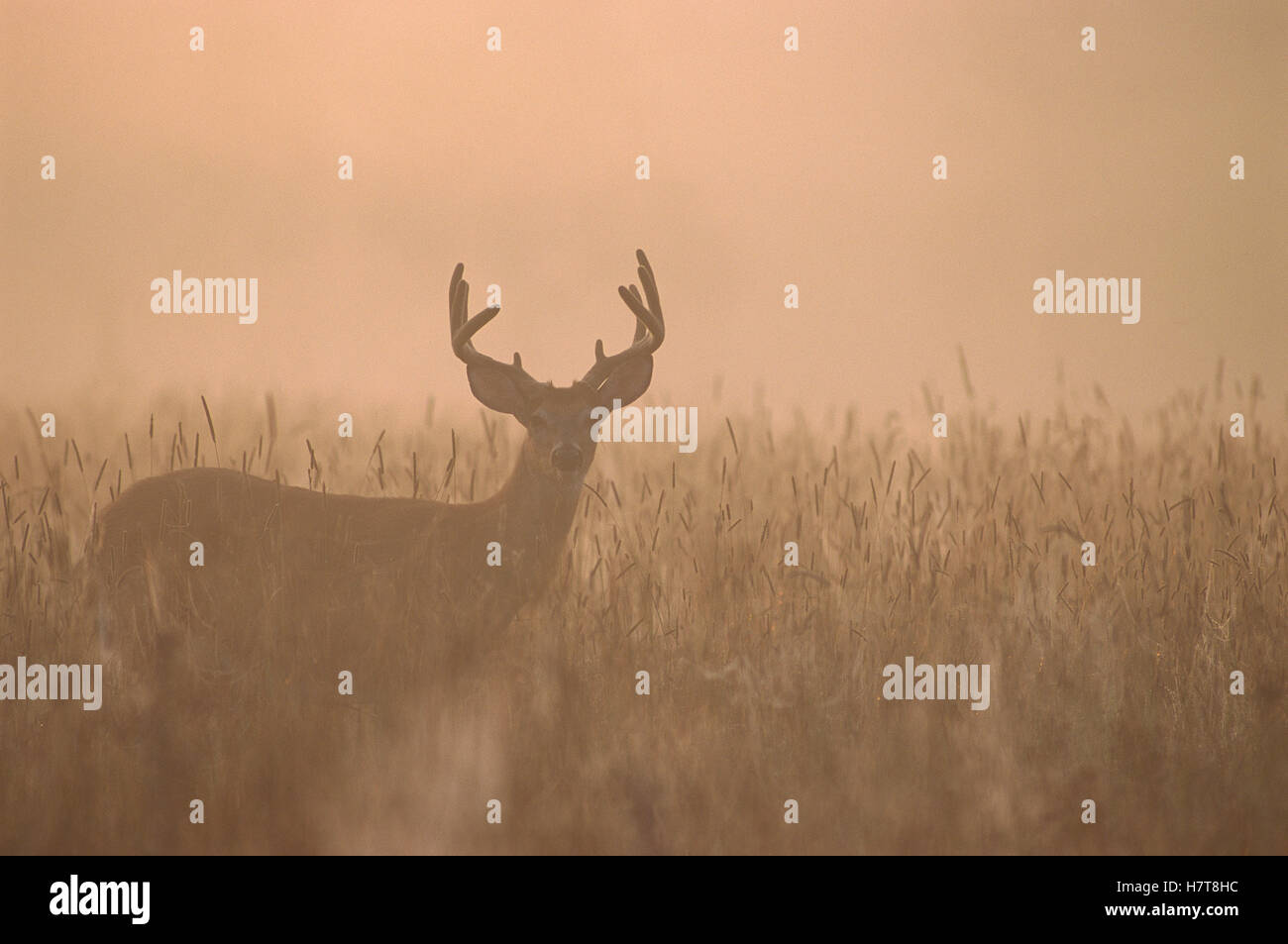 White-tailed Deer (Odocoileus virginianus) ten point buck in standing ...