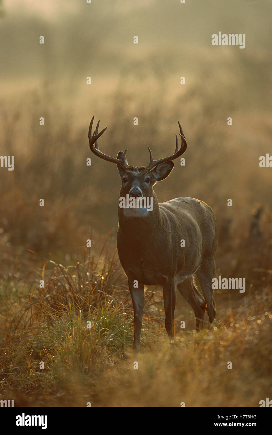 White-tailed Deer (Odocoileus virginianus) ten point buck in standing ...