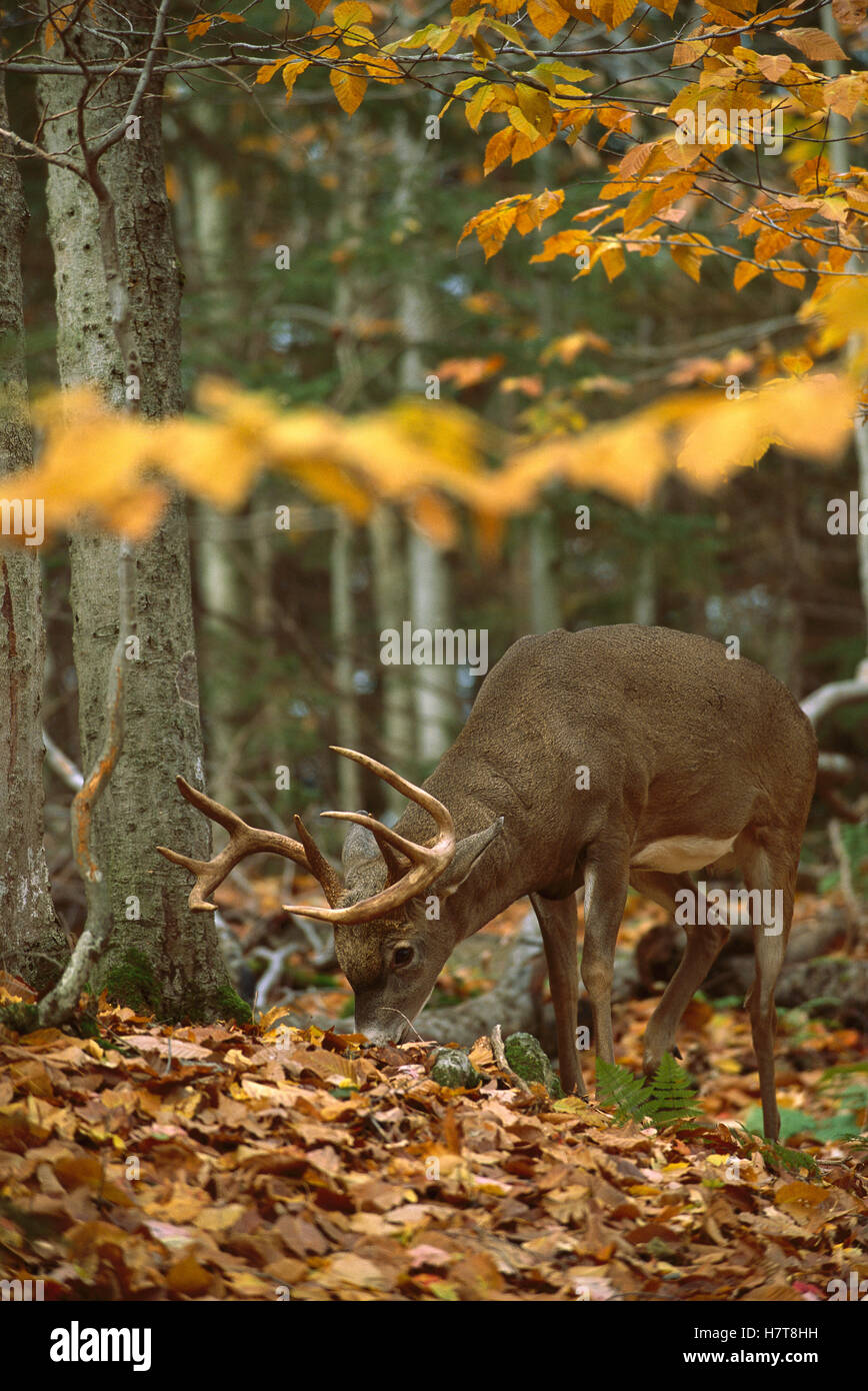 White-tailed Deer (Odocoileus virginianus) large buck feeding on Acorns ...