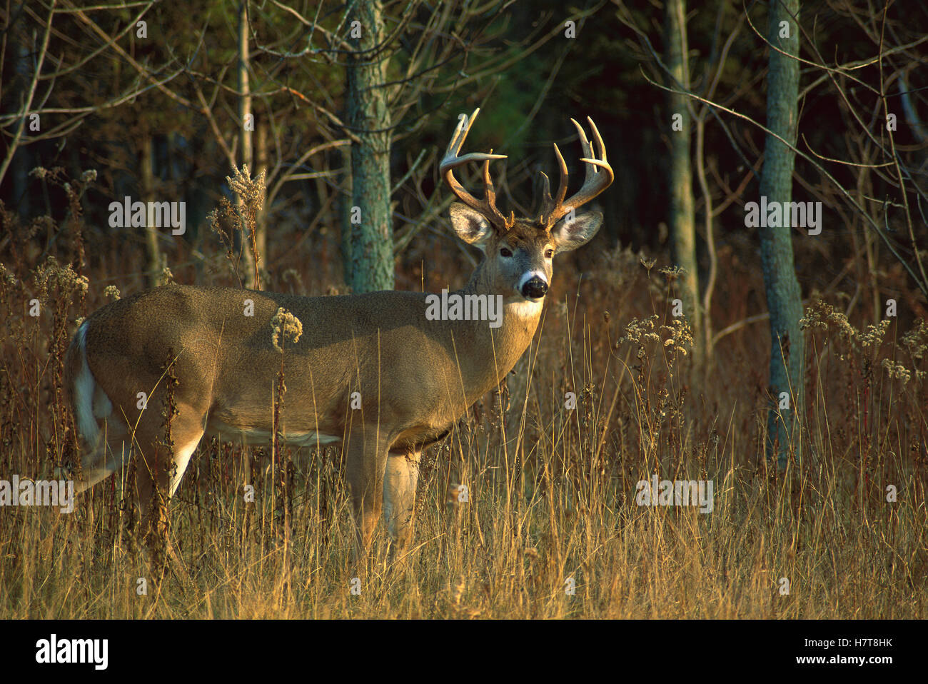 White-tailed Deer (Odocoileus virginianus) large ten point buck at ...