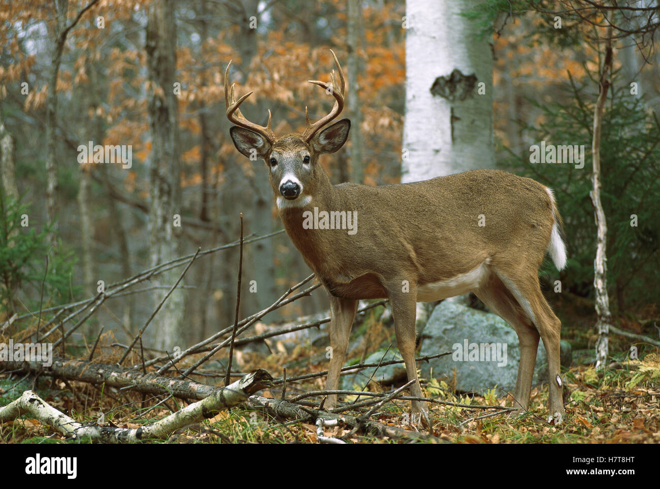 White-tailed Deer (Odocoileus virginianus) ten point buck in fall ...