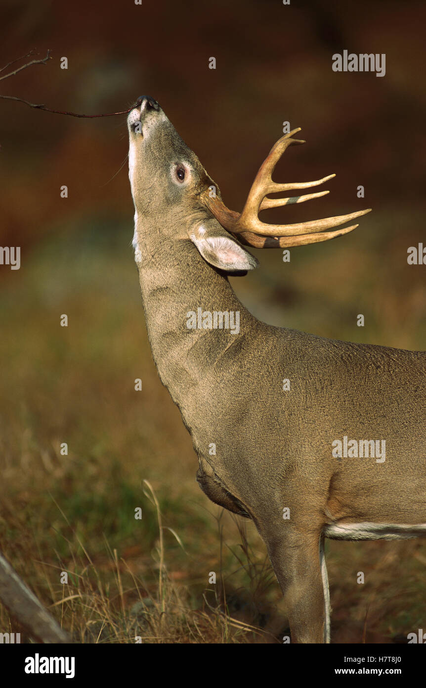 White-tailed Deer (Odocoileus virginianus) buck smelling branches ...