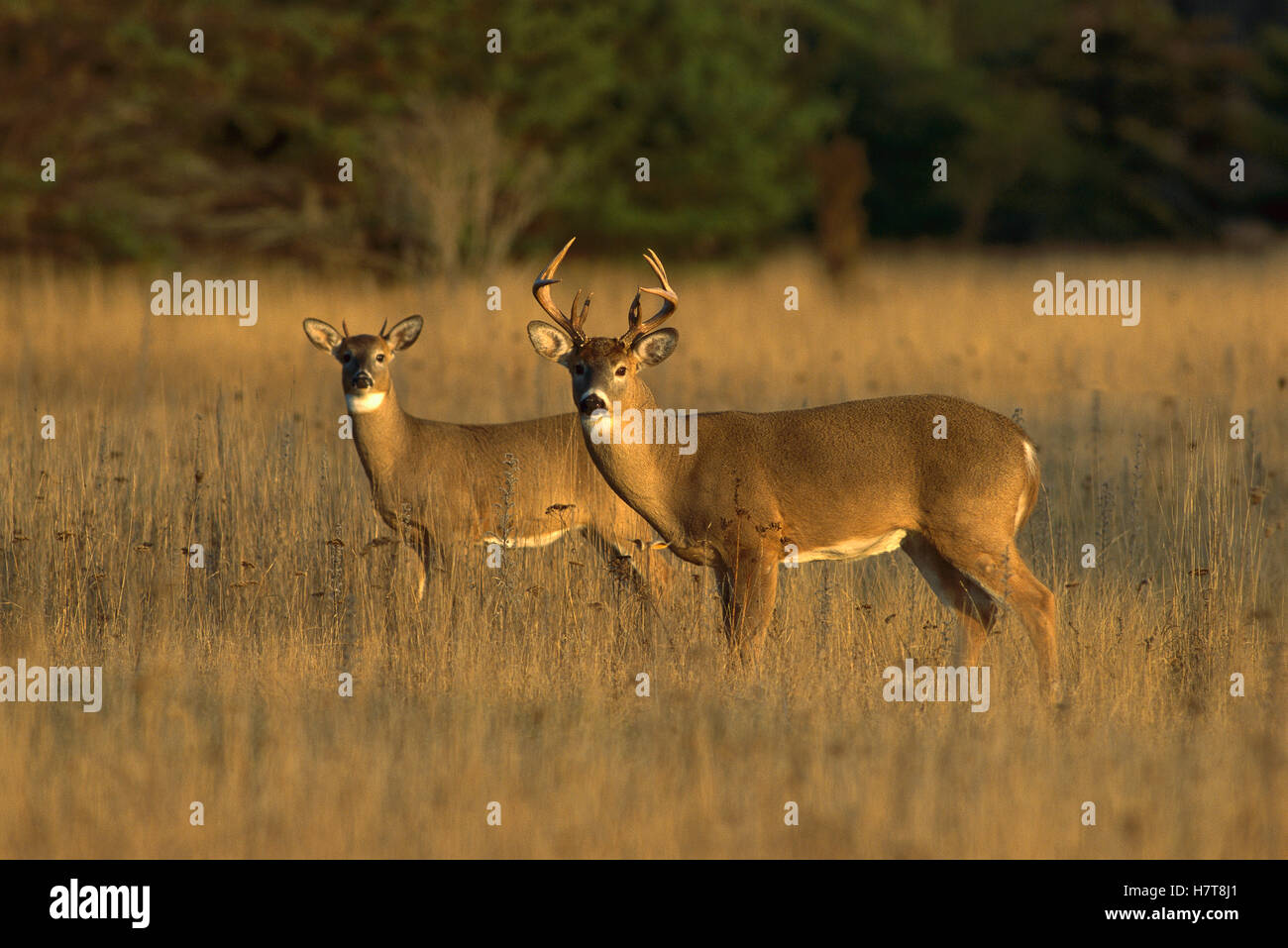 White-tailed Deer (Odocoileus virginianus) two year old buck with ...