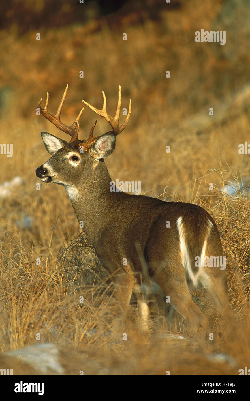 White-tailed Deer (Odocoileus virginianus) alert ten point buck Stock ...