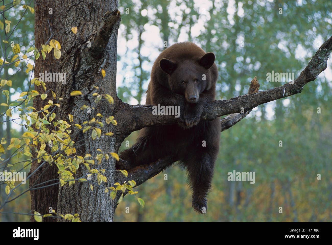 Black Bear (Ursus americanus) adult lounging in tree Stock Photo - Alamy