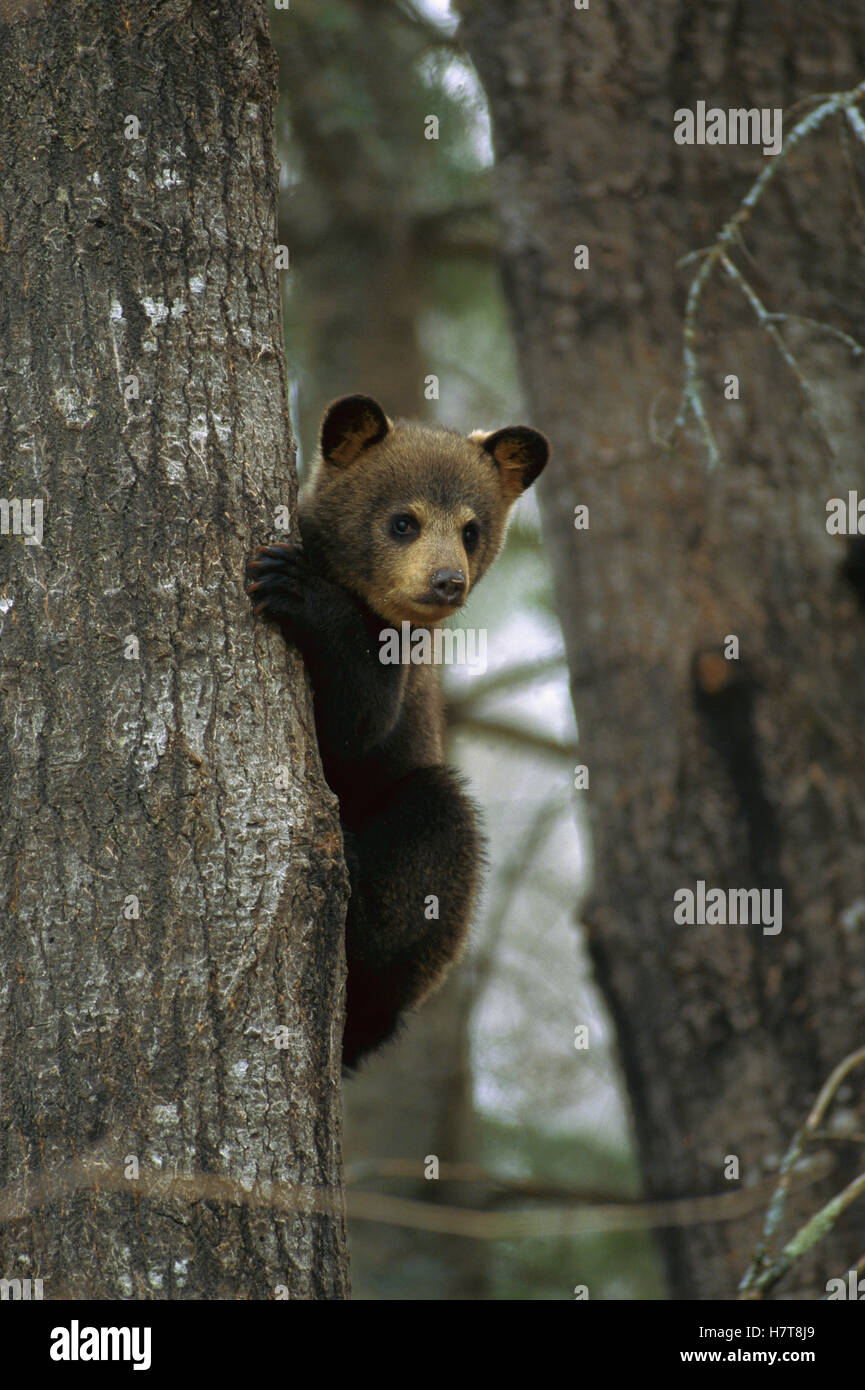 Black Bear (Ursus americanus) cub in tree Stock Photo - Alamy