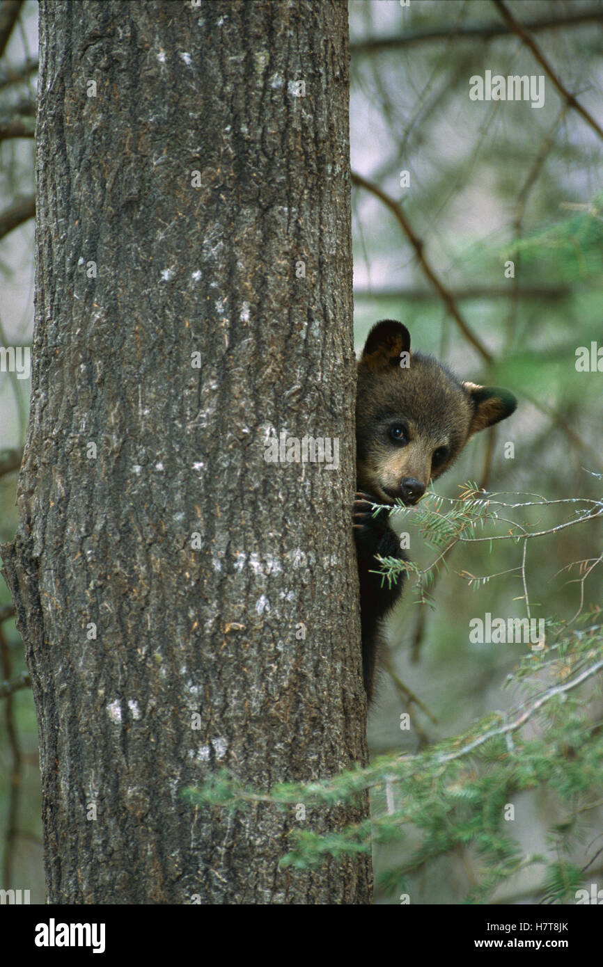 Black Bear (Ursus americanus) cub in tree Stock Photo - Alamy