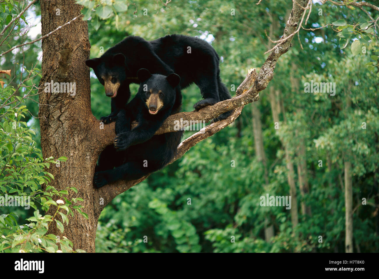 Black Bear (Ursus americanus) two playful yearling cubs in tree ...