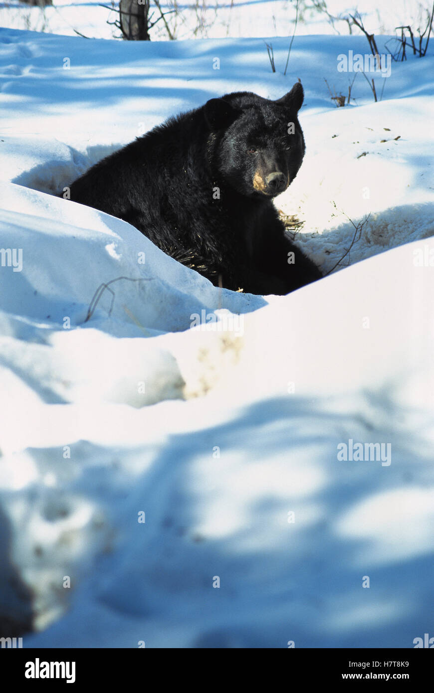Black Bear (Ursus americanus) emerging from winter den on a warm day ...
