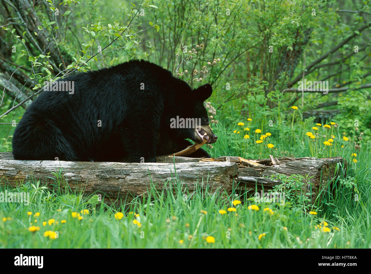 Black Bear (Ursus americanus) tearing apart fallen log in search of ...