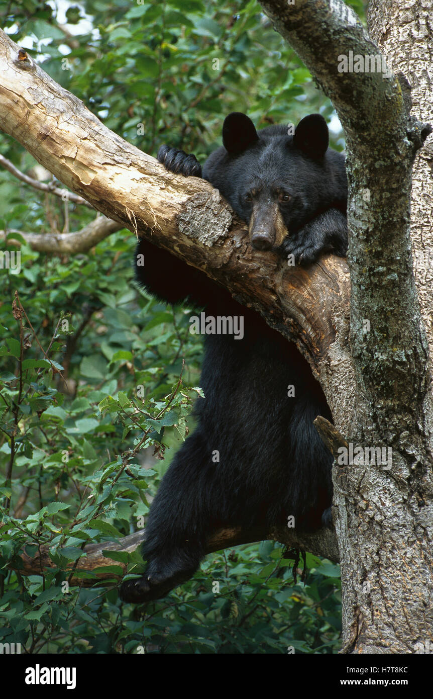 Black Bear (Ursus americanus) adult in tree Stock Photo - Alamy