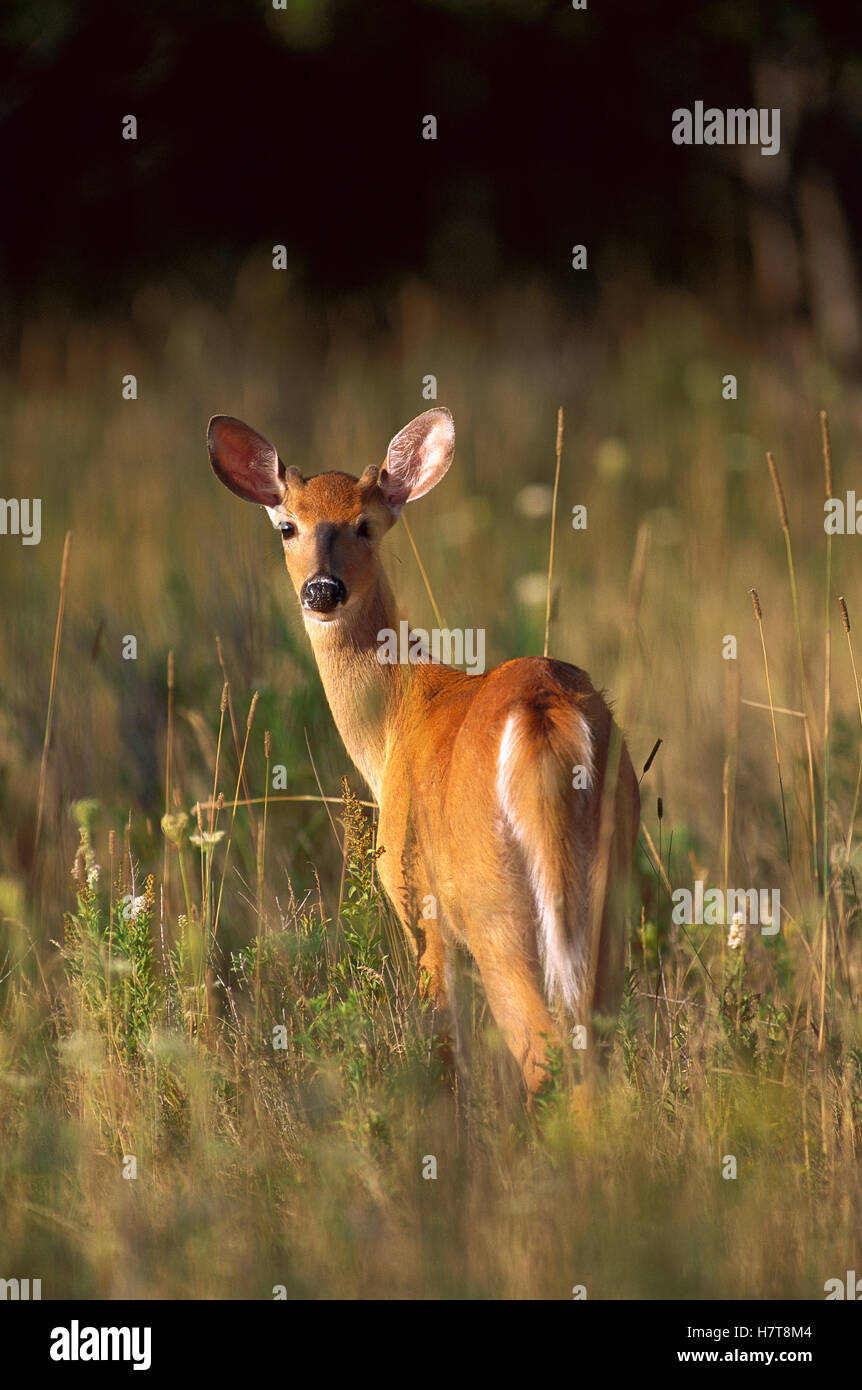 White-tailed Deer (Odocoileus virginianus) young male looking back in ...