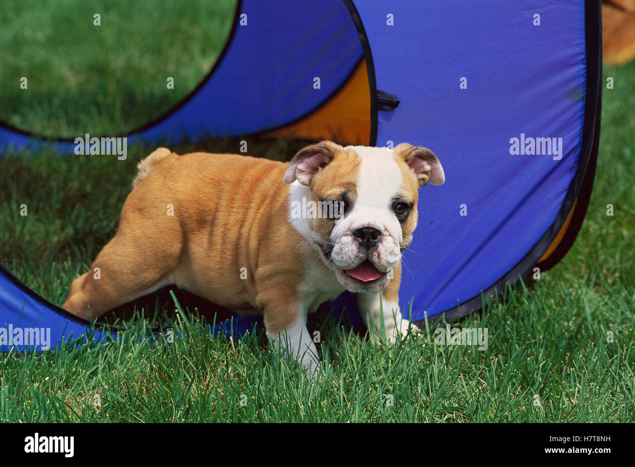 English Bulldog (Canis familiaris) puppy playing Stock Photo - Alamy