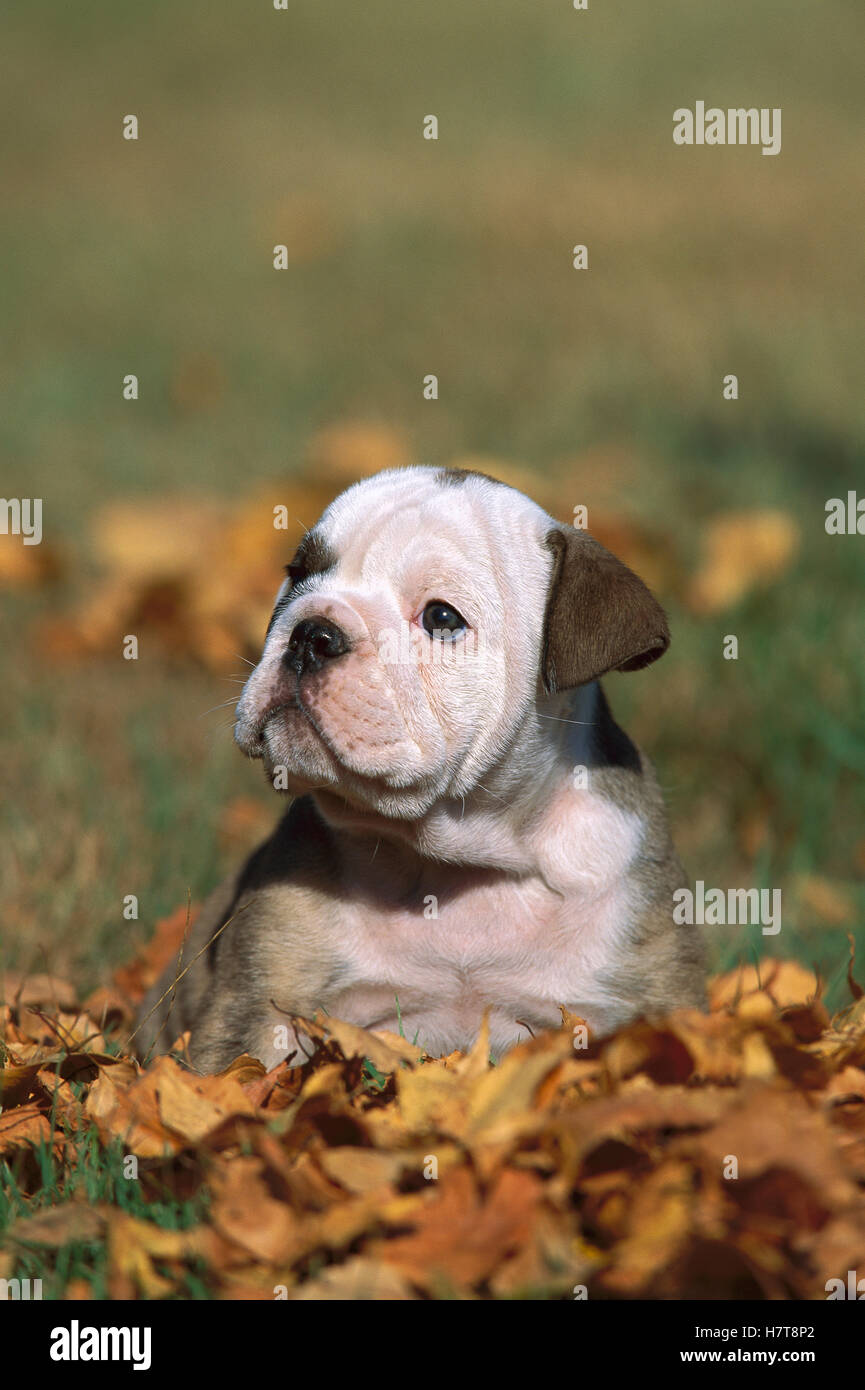 English Bulldog (Canis familiaris) puppy playing in autumn leaves Stock ...